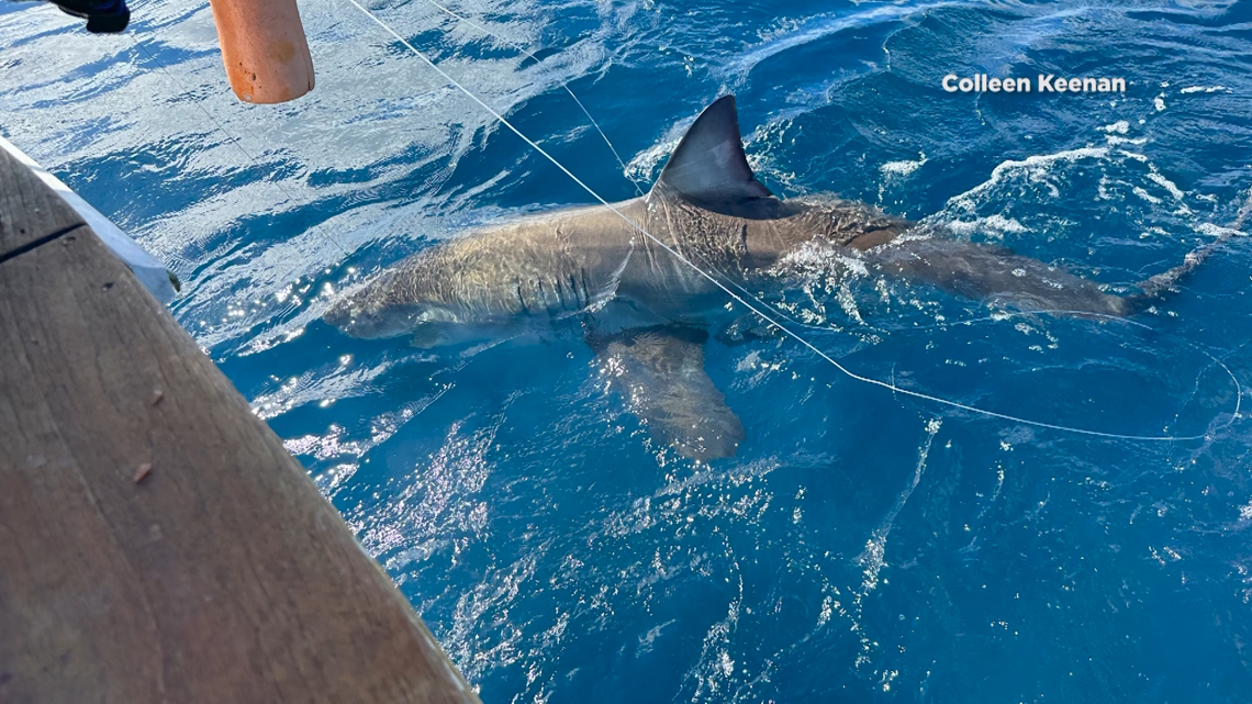 Raw video: 12-year-old catches great white shark off Florida coast ...
