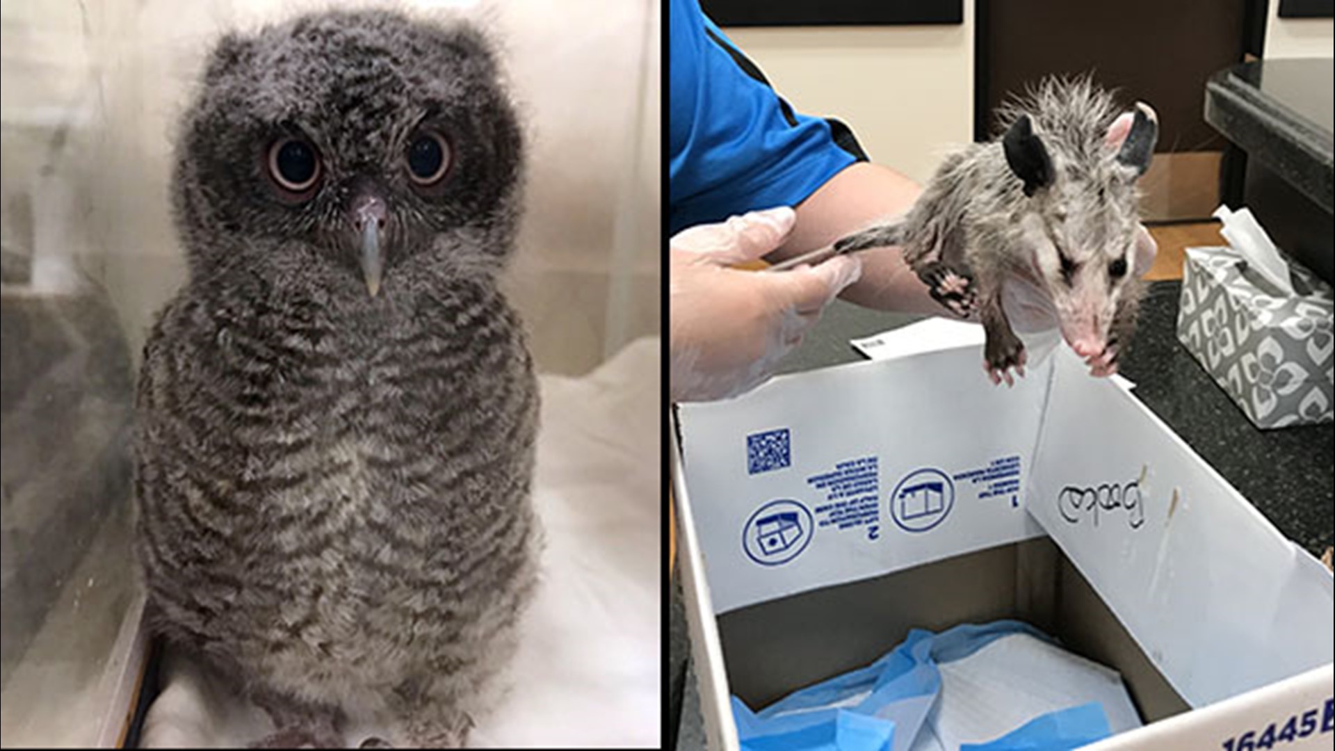 What to do if you find a baby animal after a storm? | khou.com
