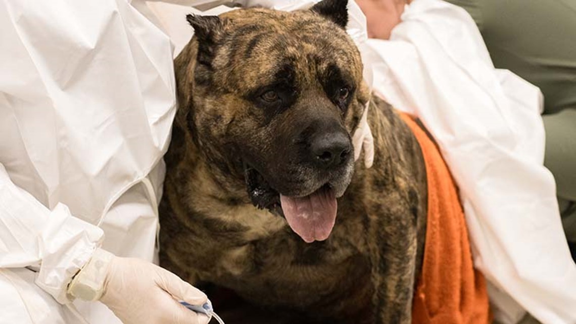 3 big dogs, 4 giant tortoises rescued from Tomball home | khou.com