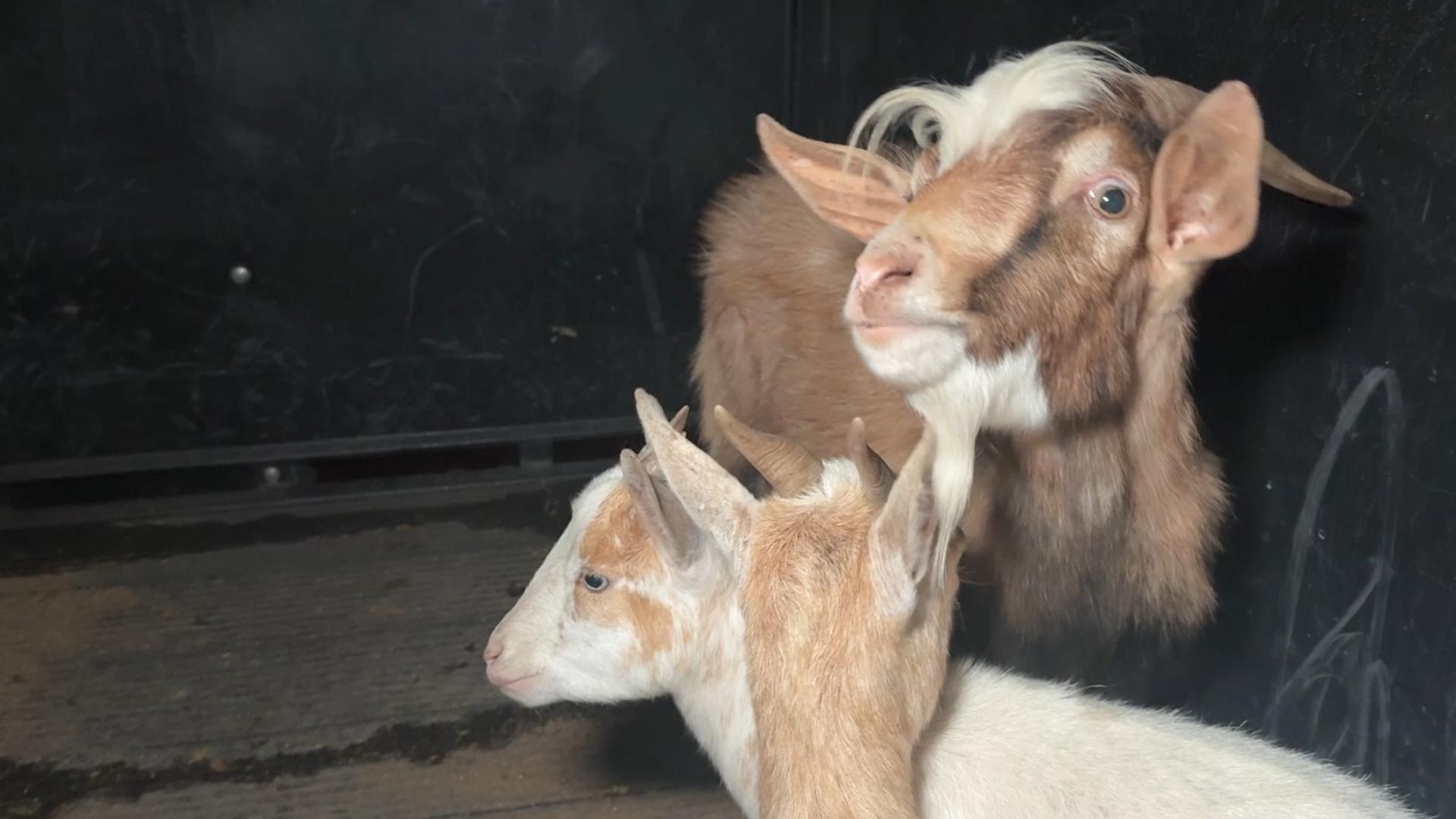 Pauline Road Fire in Texas: Livestock moved to safety | khou.com