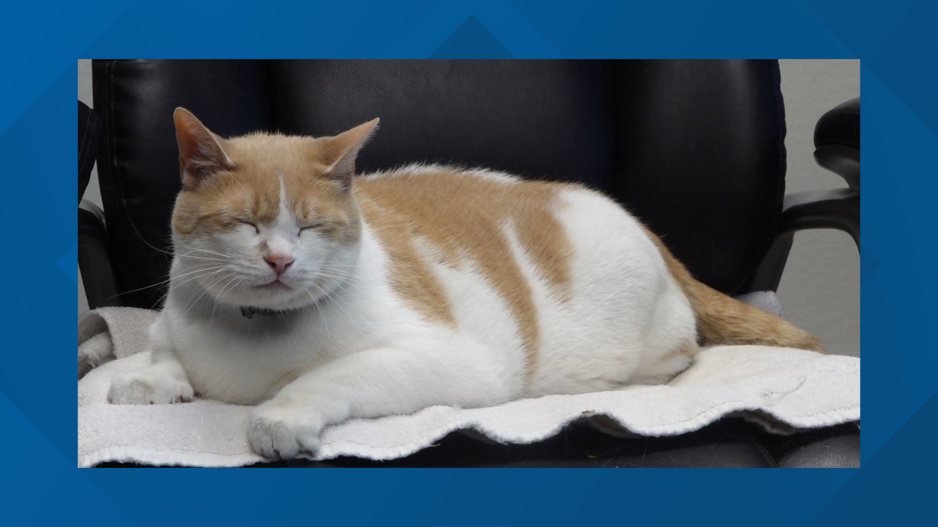 Meet Chili Potato, the West Texas fat cat that weighed 23.6 lbs! | khou.com