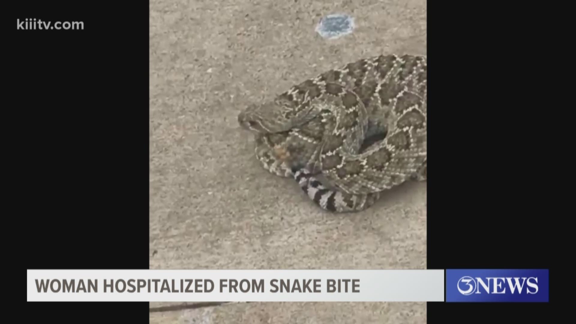 Woman bit by a snake along the Corpus Christi seawall | khou.com