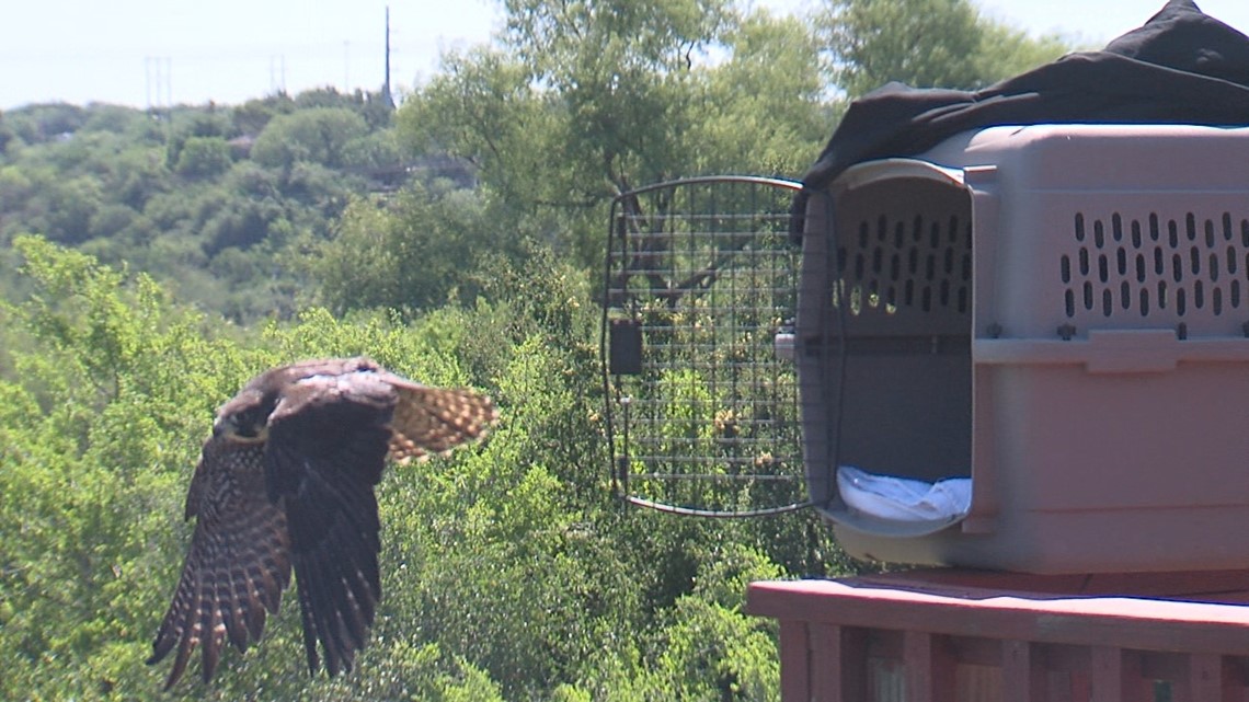 Rehabilitated peregrine falcon reintroduced to its natural habitat ...