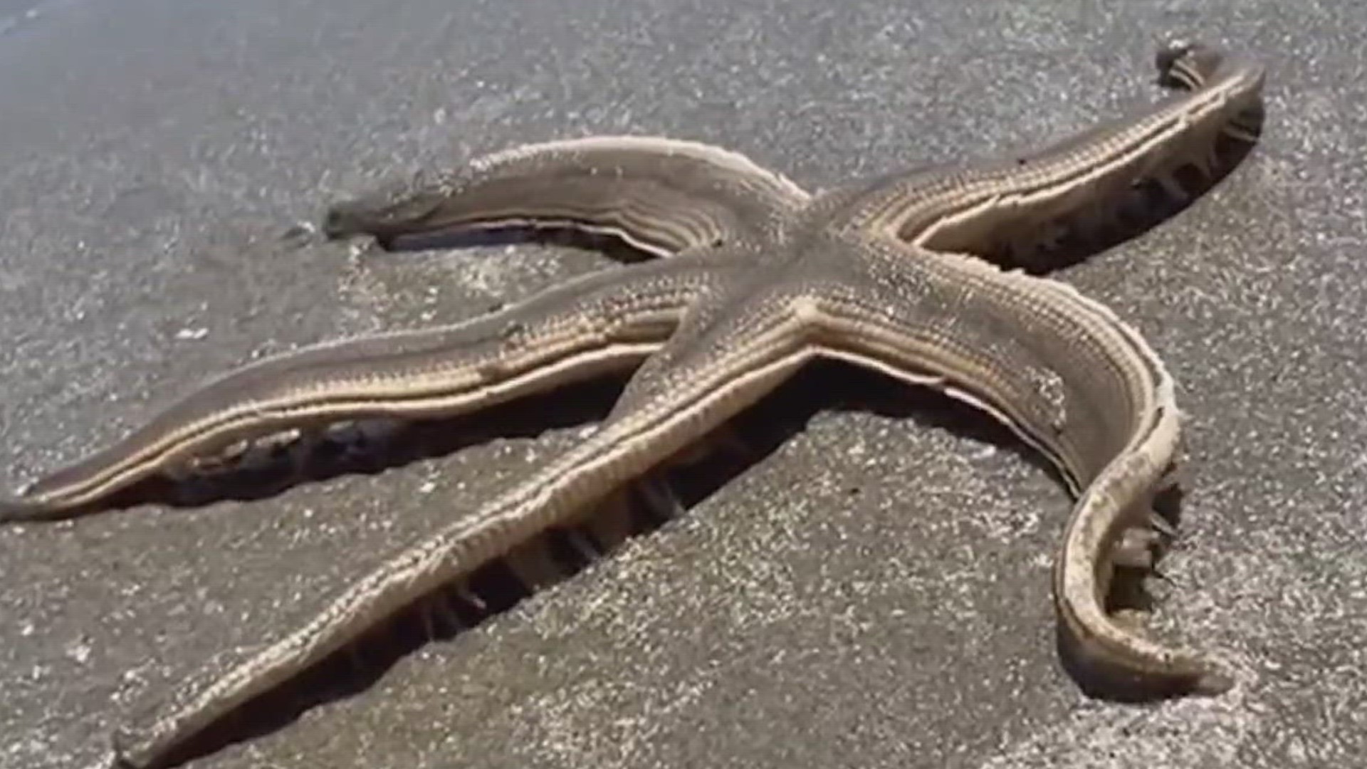 Giant starfish found on Port Aransas beach | khou.com