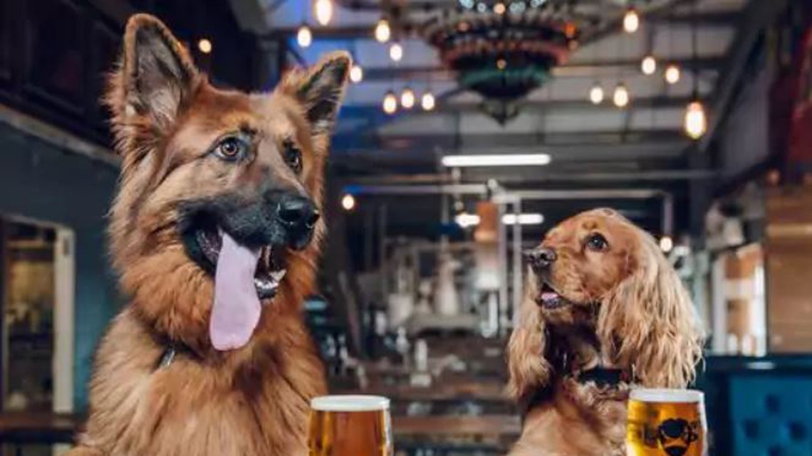Brewery offers paid 'paw-ternity' leave for employees with new puppies ...