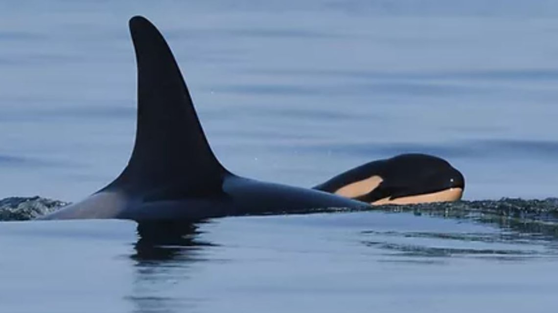 Tahlequah, J35, gives birth to new orca whale calf | khou.com