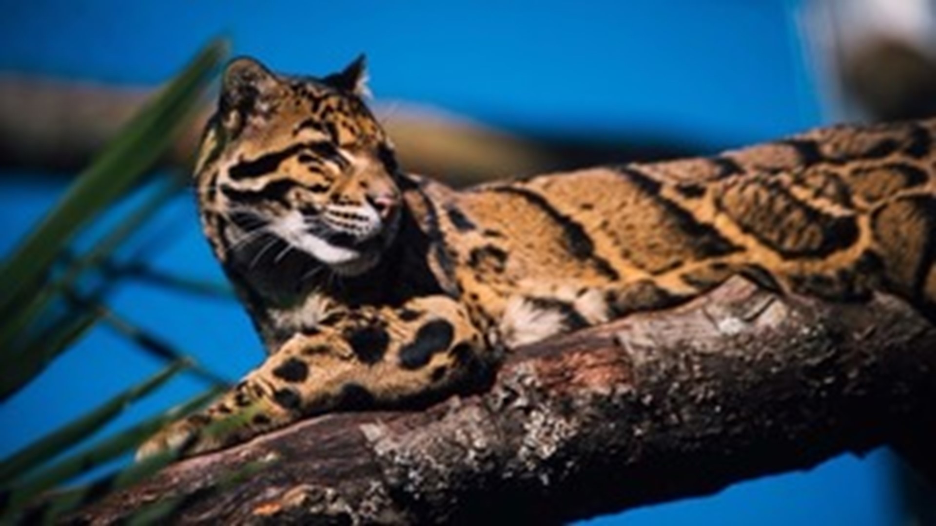 3 endangered clouded leopards born at Point Defiance Zoo | khou.com