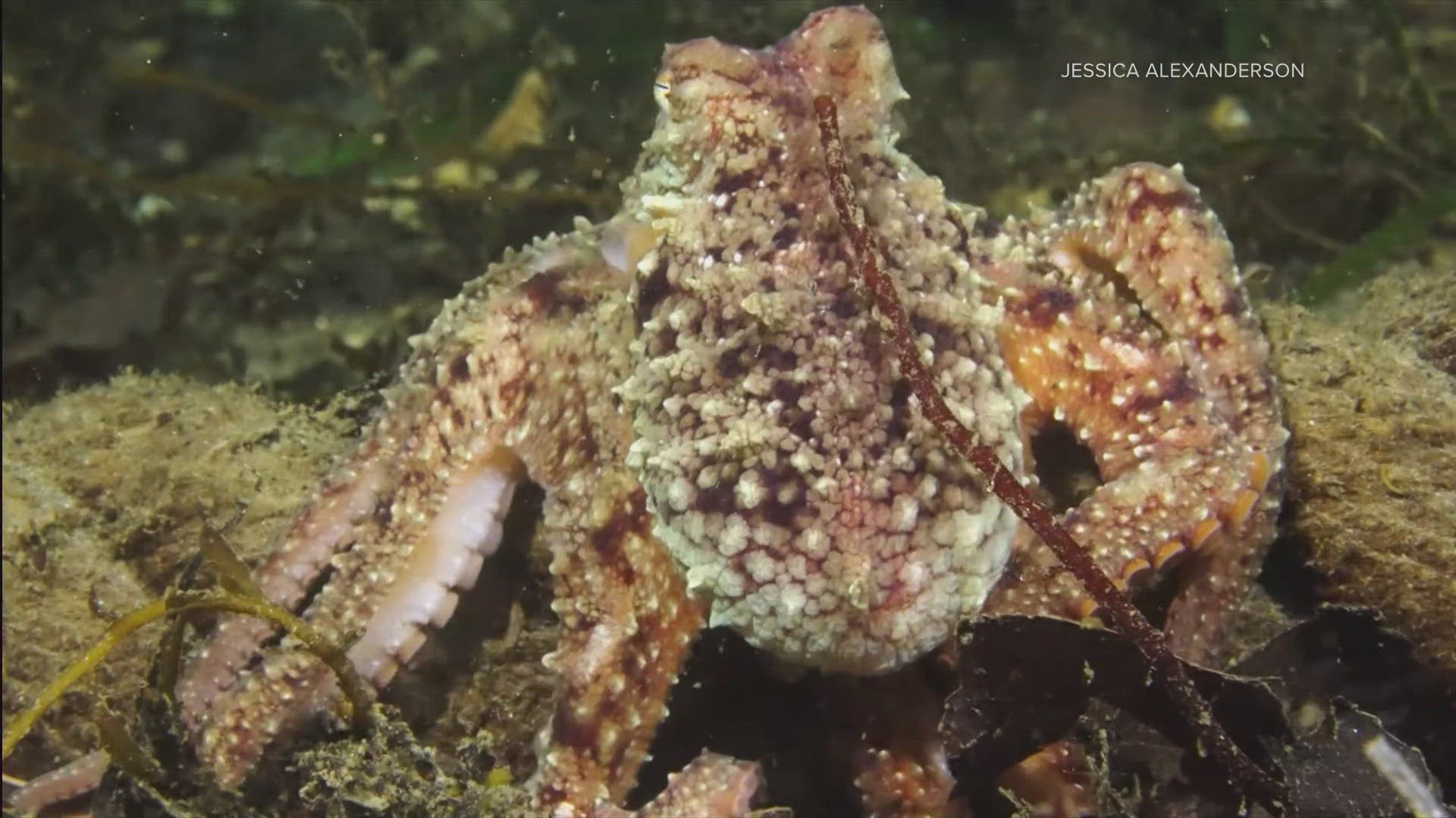 A plan to boost fishing backfired in Washington state - What happened ...