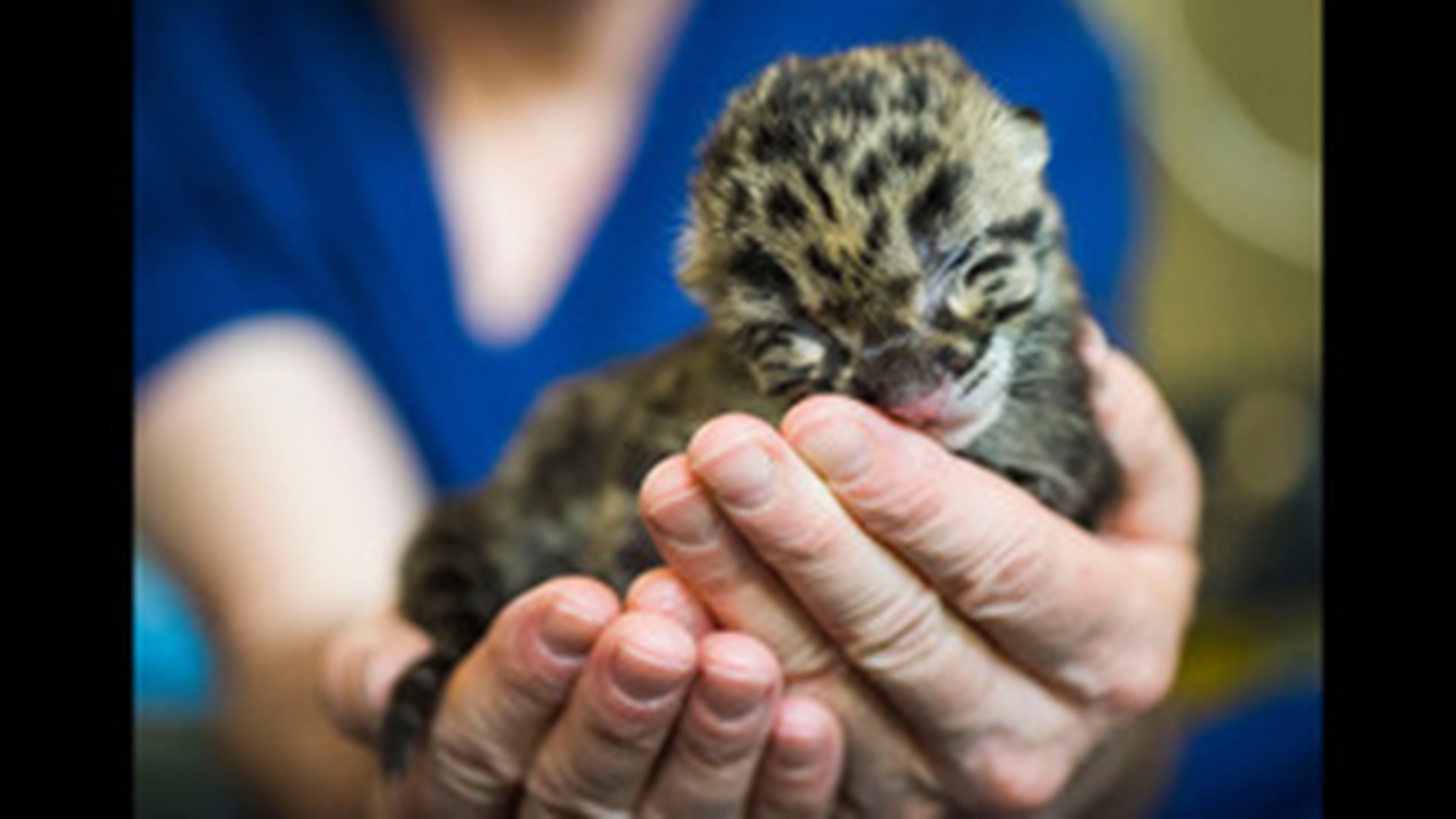 3 endangered clouded leopards born at Point Defiance Zoo | khou.com