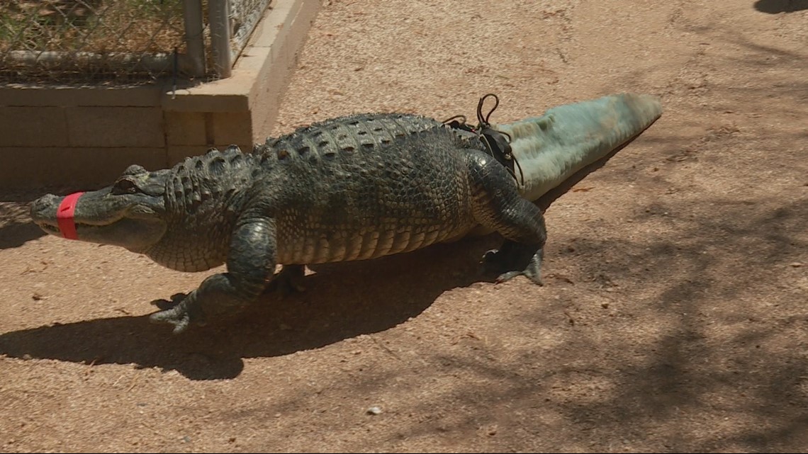 Prosthetic tail created for alligator using Hollywood magic | khou.com