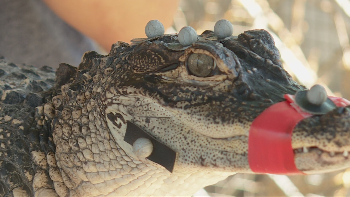 Prosthetic tail created for alligator using Hollywood magic | khou.com