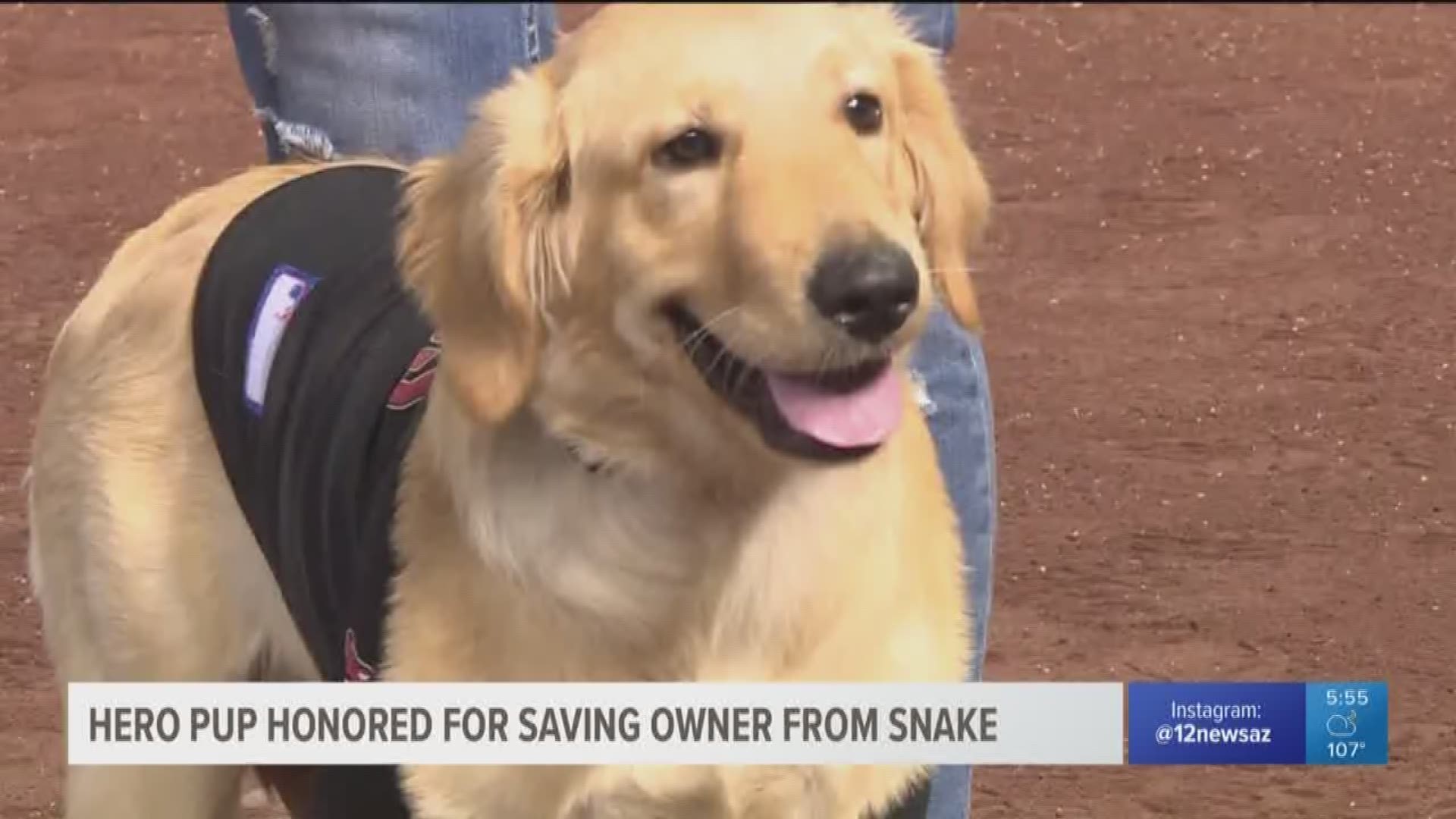 Dog that saved owner from rattlesnake honored by Diamondbacks | khou.com
