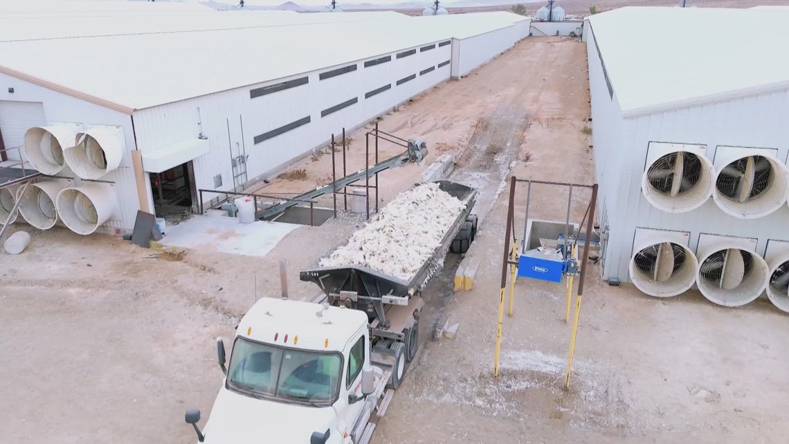 Arizona issued waiver for Hickman's chicken burial | khou.com