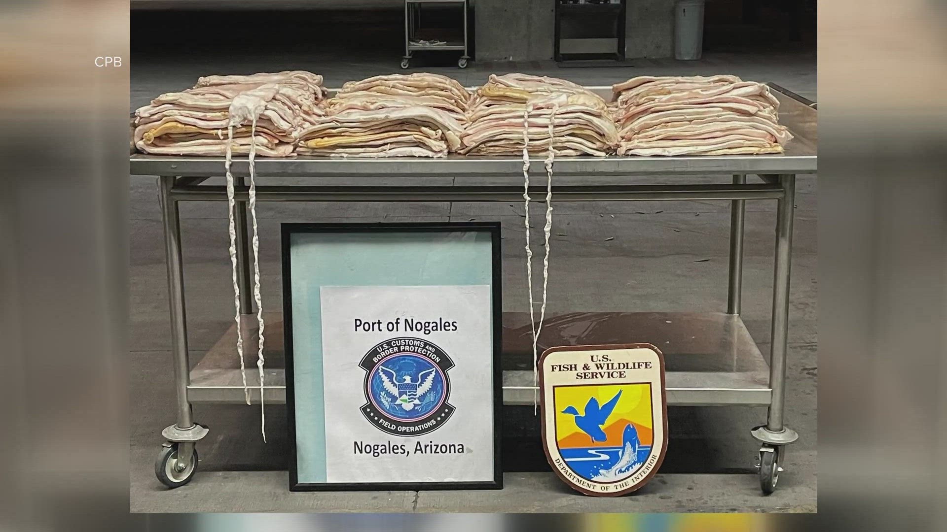 $2.7M worth of fish organs seized at Arizona border | khou.com