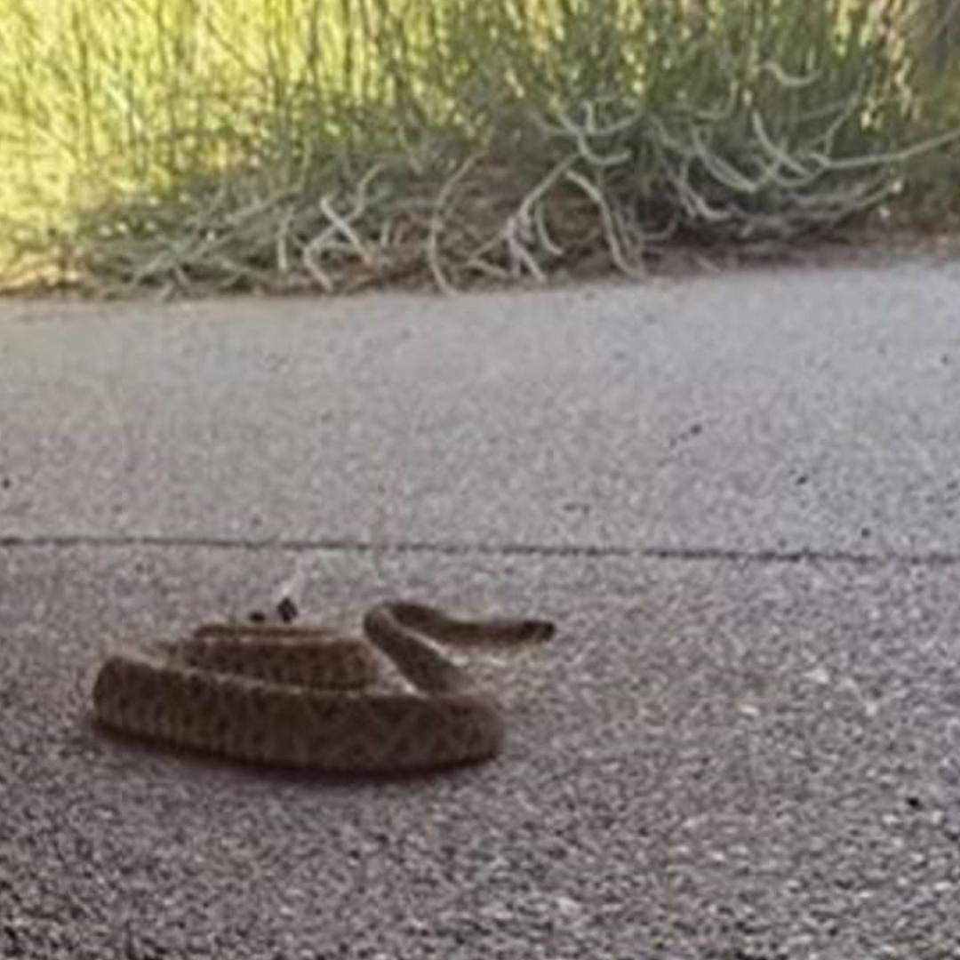 Gila monster and rattlesnake found on resident's front porch | khou.com