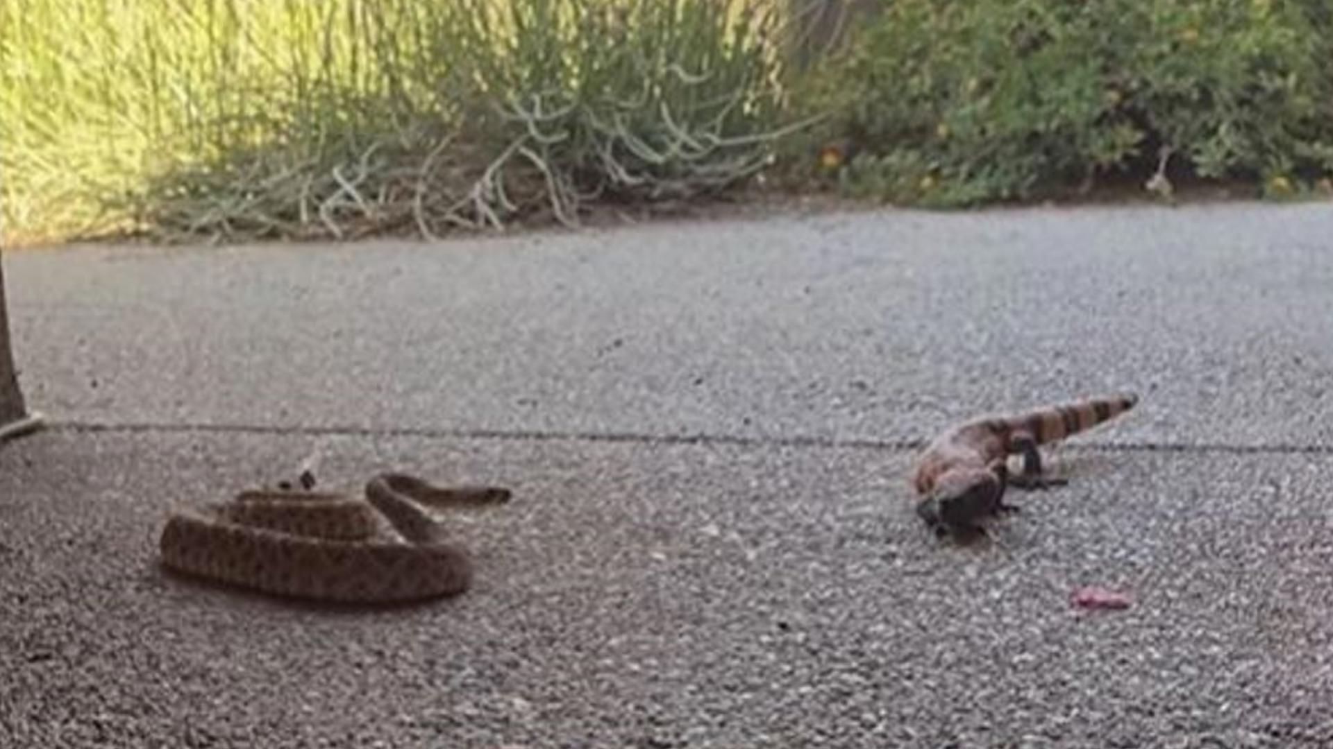 Gila monster and rattlesnake found on resident's front porch | khou.com