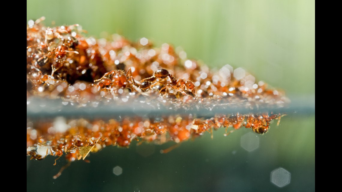 How do fire ants form giant rafts to survive floods? | khou.com