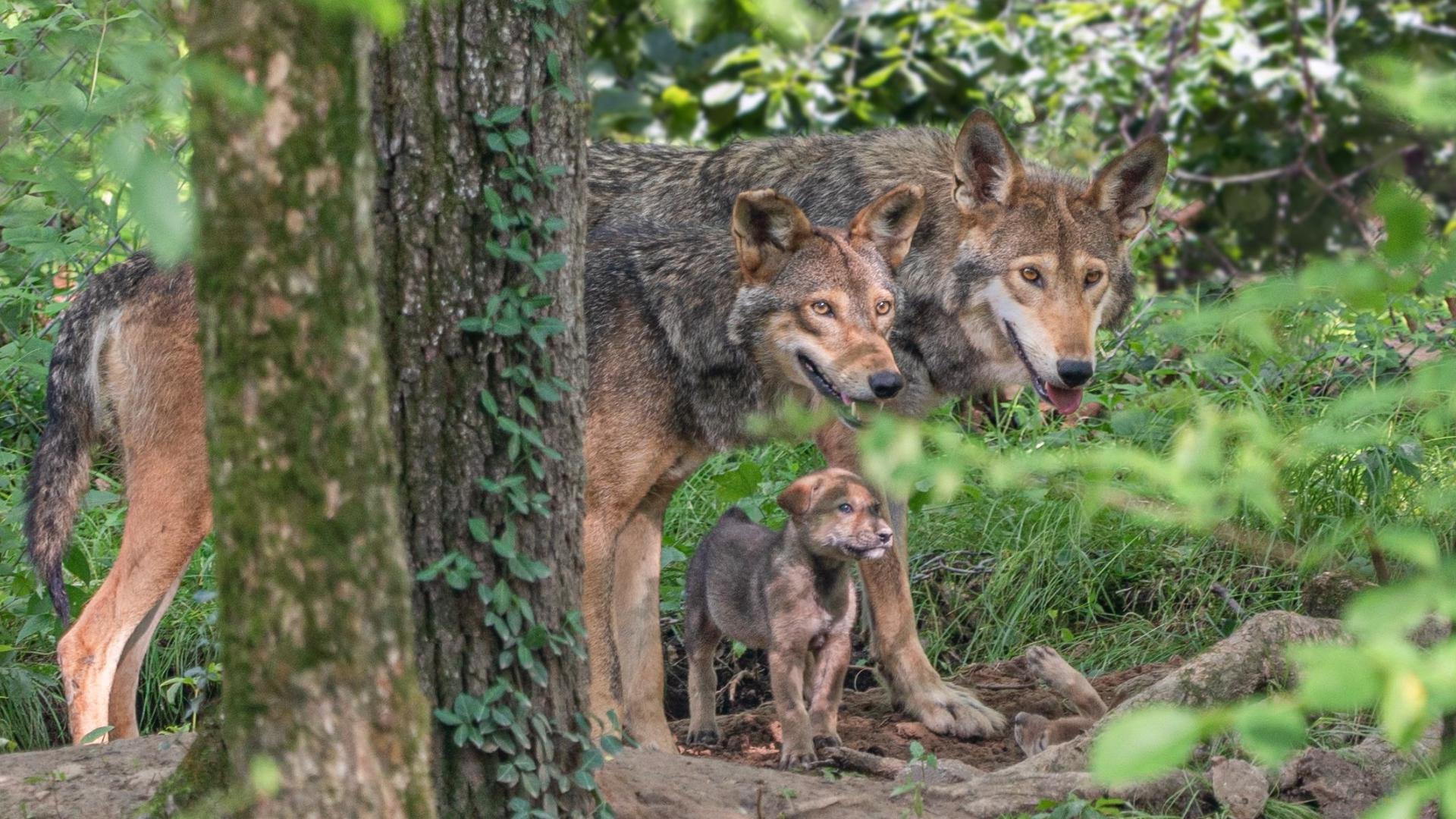 Missouri's coming 'ghost wolves' may save the world's most endangered ...