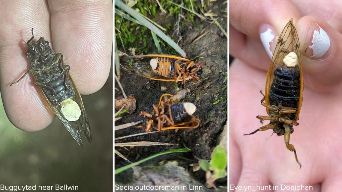 Missouri's 'zombie' cicada fungus turns the bugs hypersexual | khou.com