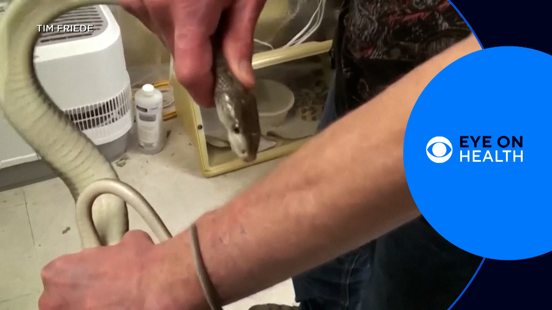 Dog dewormer, pinworm medicine studied as possible treatments for ...