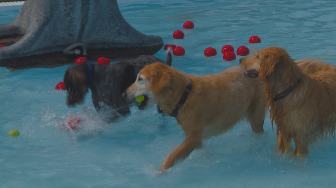 See Spot Splash event at the Boise Natatorium | khou.com