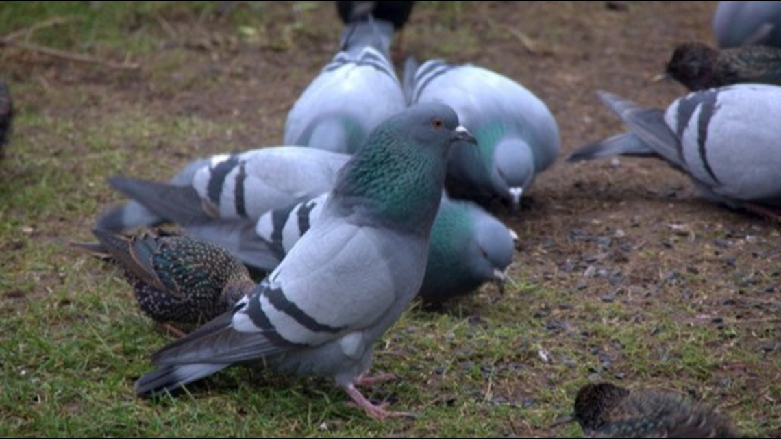 Pigeon poops on Illinois lawmaker discussing pigeon poop problem | khou.com