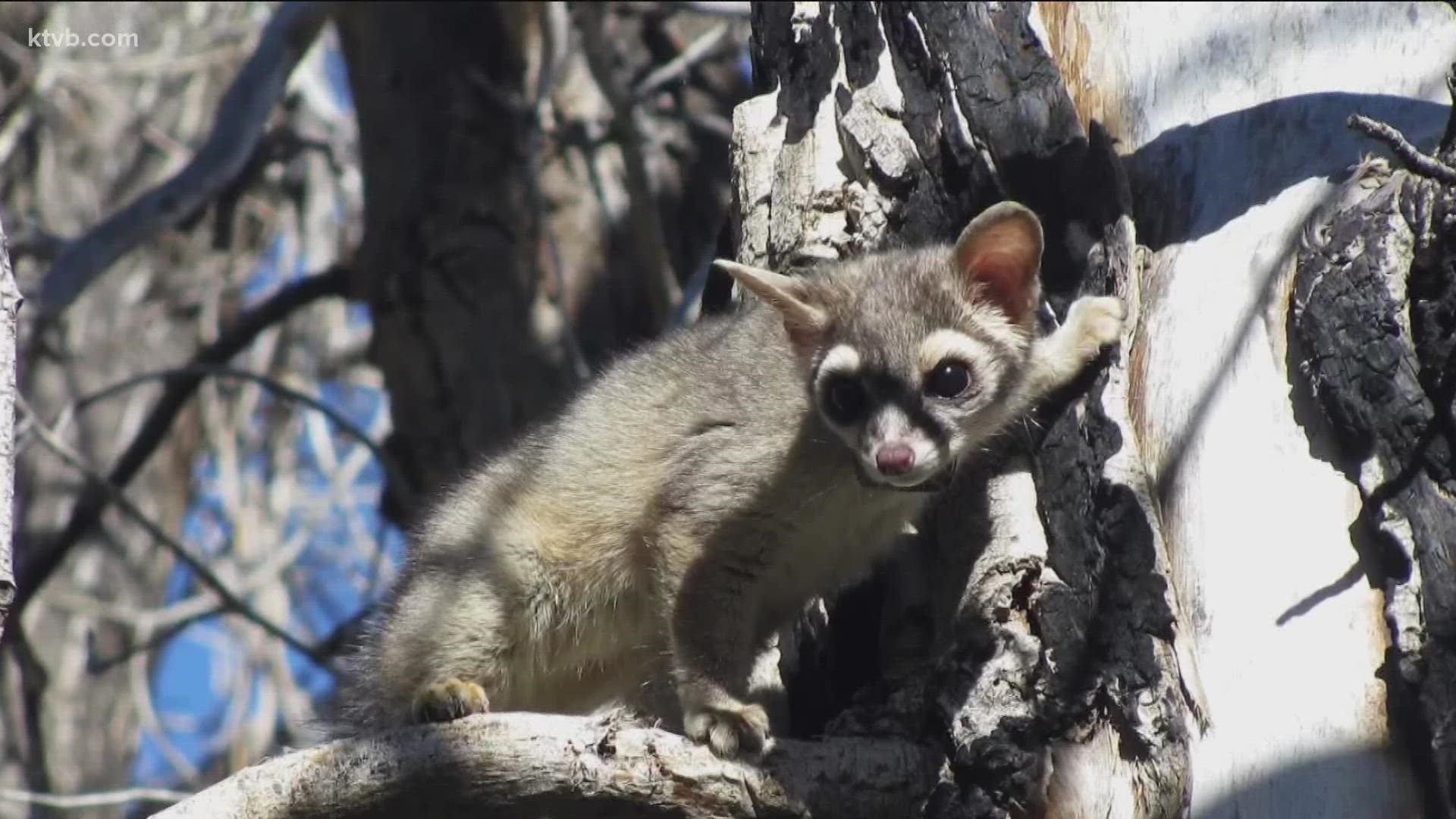 Exciting rare sighting caught on camera at Texas state park | khou.com