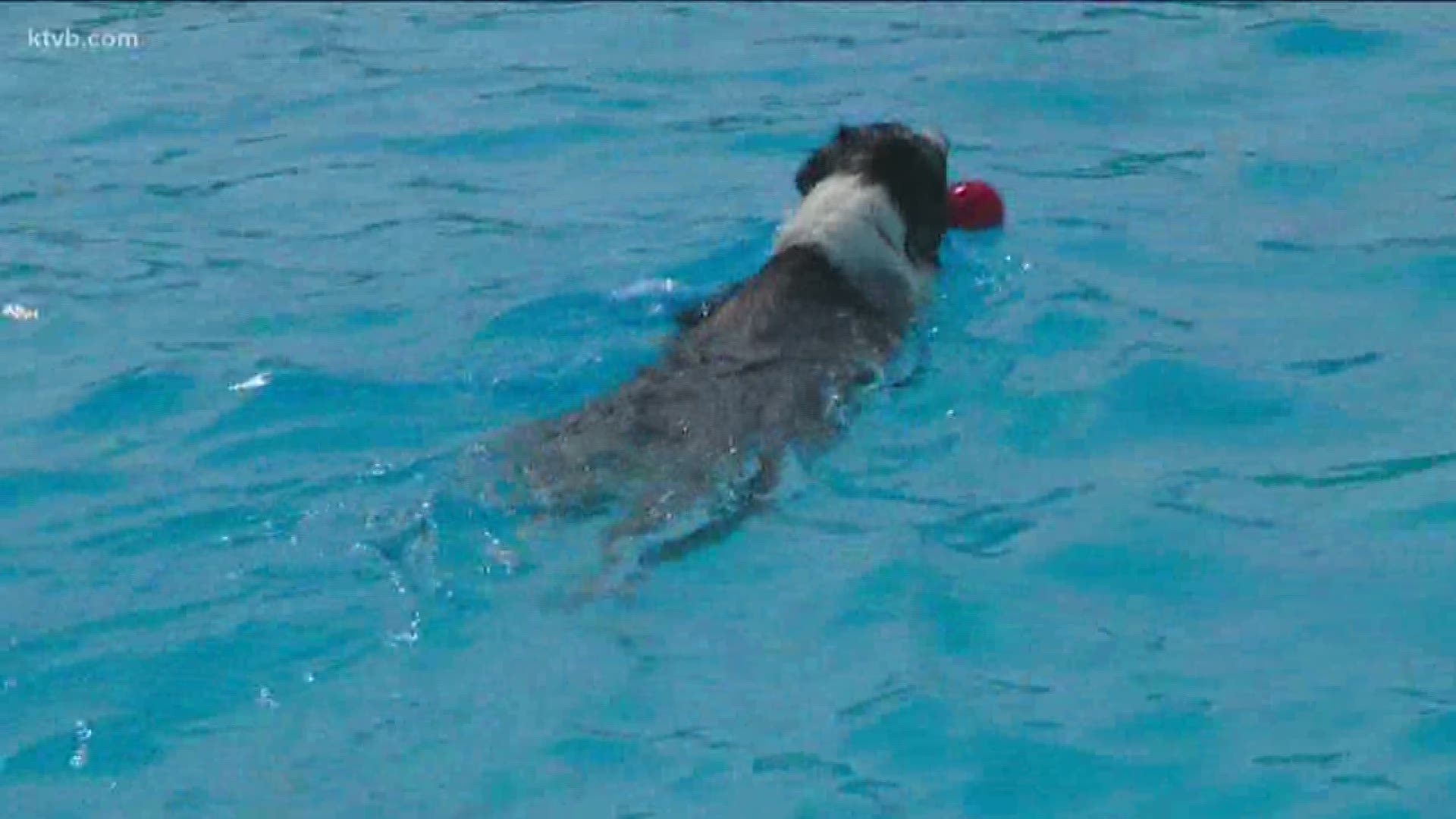See Spot Splash event at the Boise Natatorium | khou.com