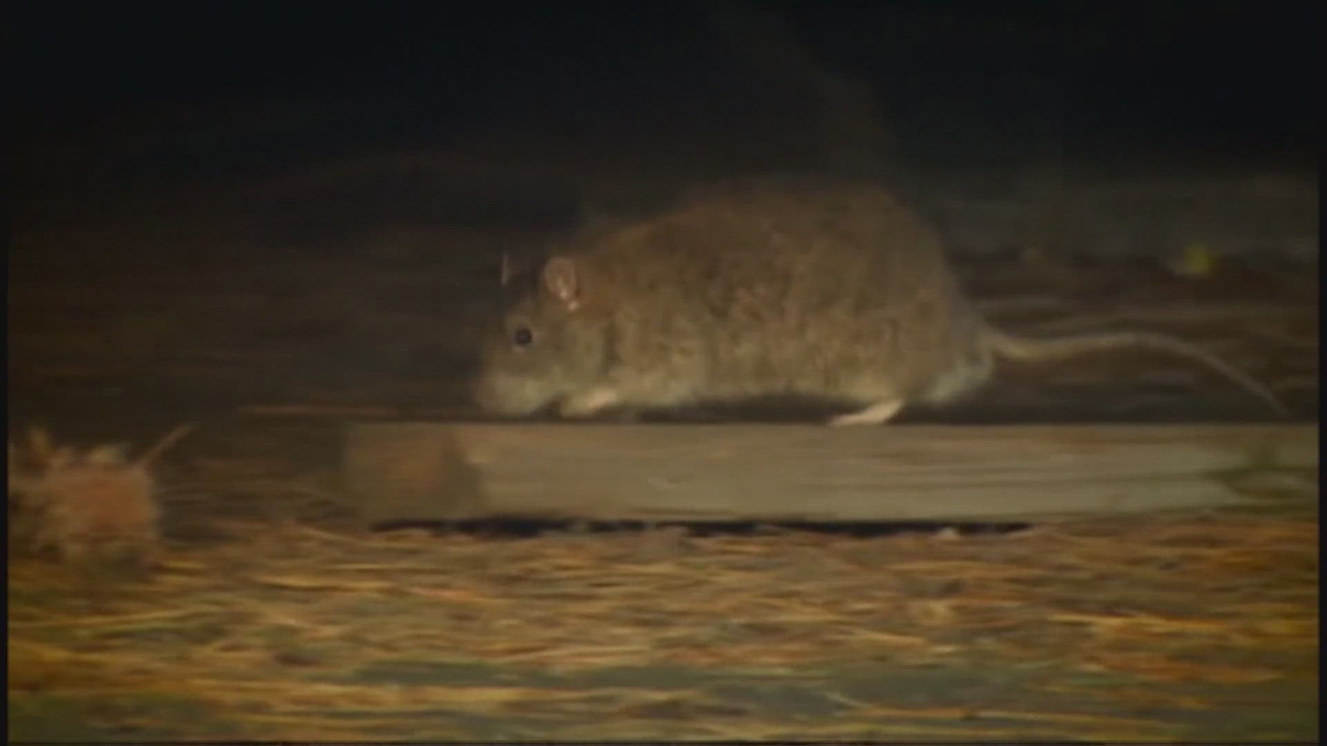 Colorado health officials confirm deadly hantavirus case not linked to ...