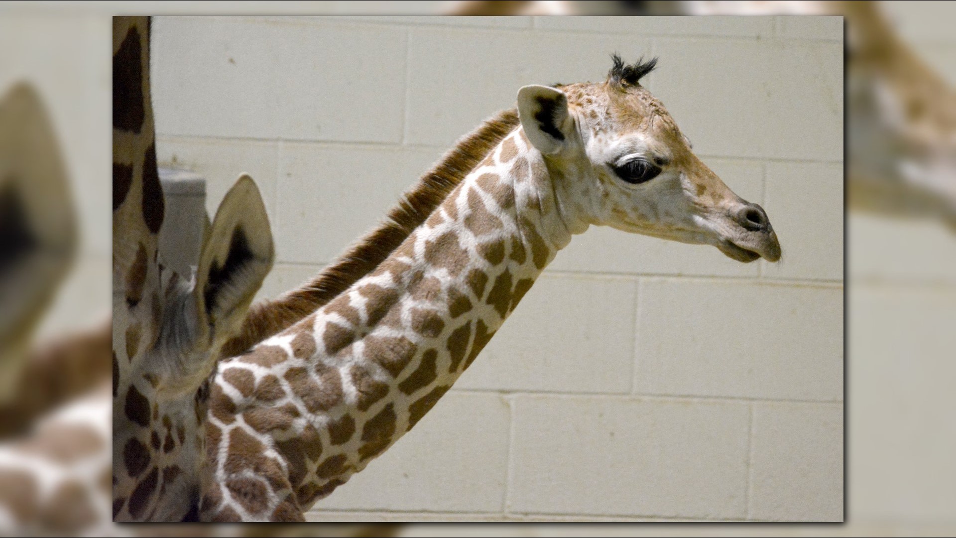 Baby giraffe is Colorado zoo's 200th giraffe birth since 1954 | khou.com