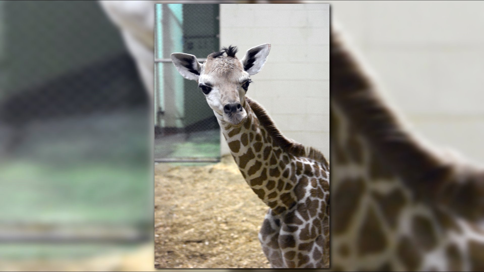 Baby giraffe is Colorado zoo's 200th giraffe birth since 1954 | khou.com