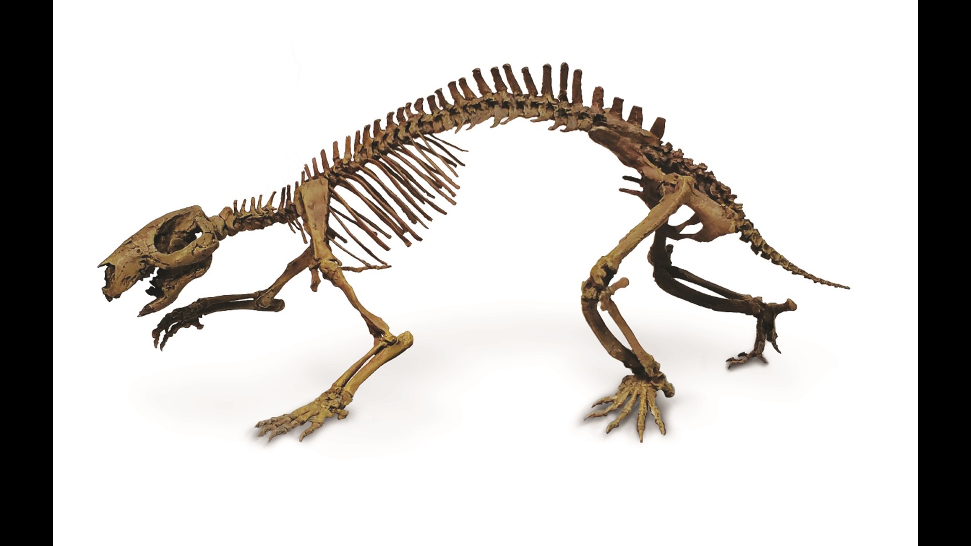 Fossilized 'crazy beast' mammal from 66 million years ago found | khou.com