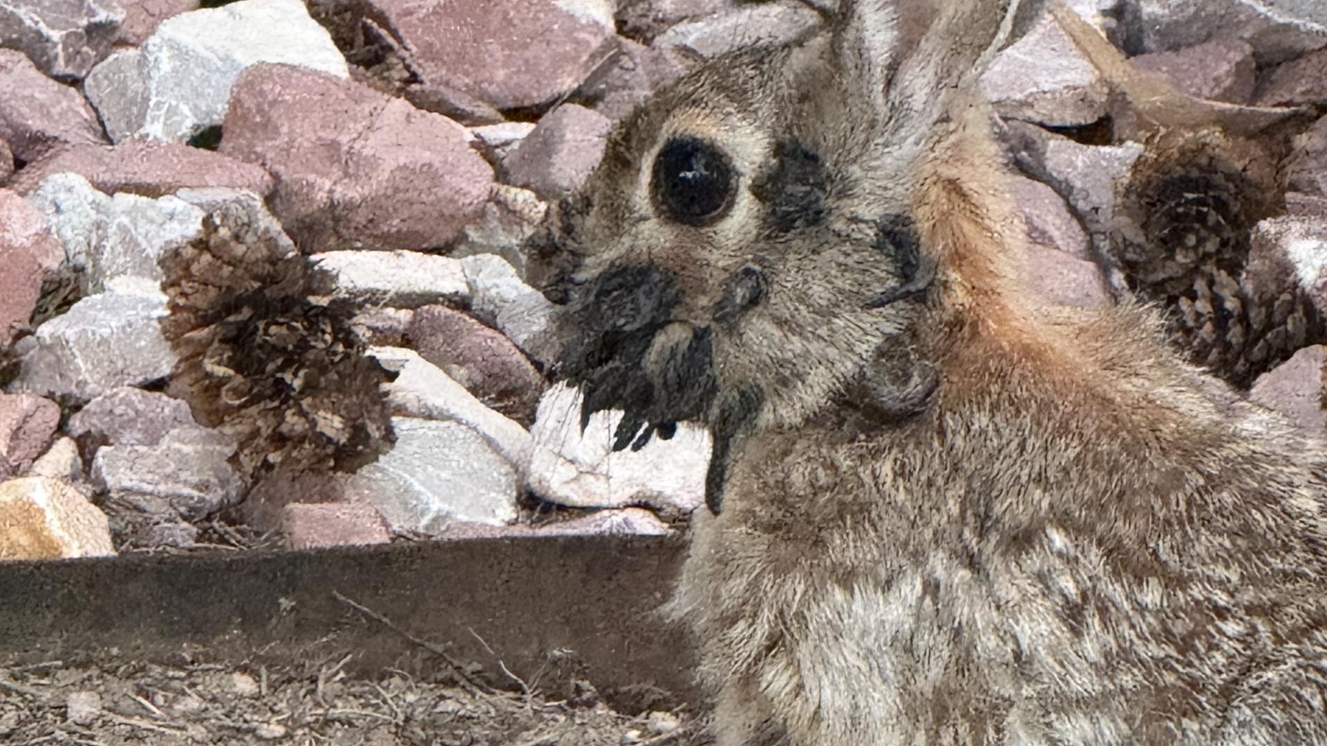 Viral 'zombie' rabbit photo explained by Colorado experts | khou.com