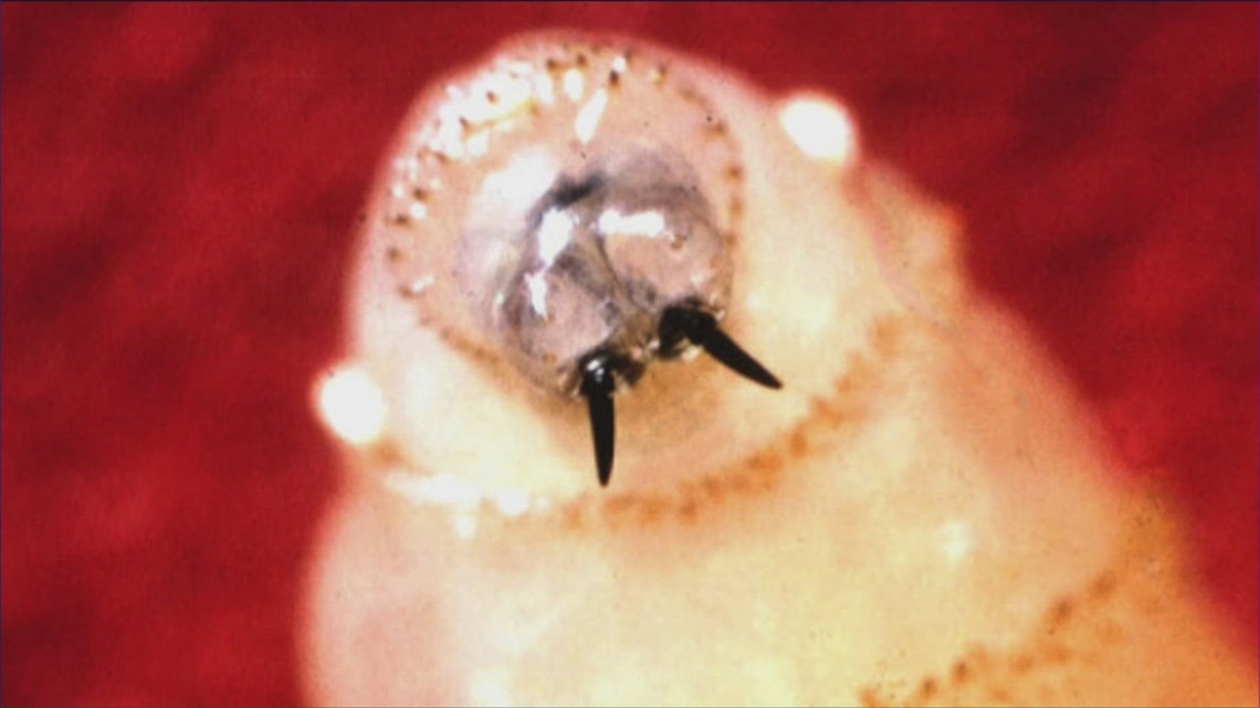 Texas uses new bait to combat flesh-eating screwworm threat | khou.com