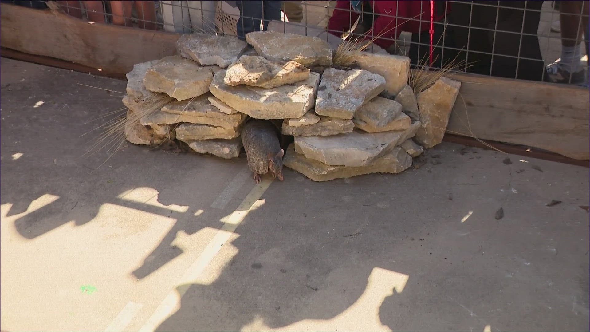 Texas armadillo Bee Cave Bob predicts an early spring | khou.com