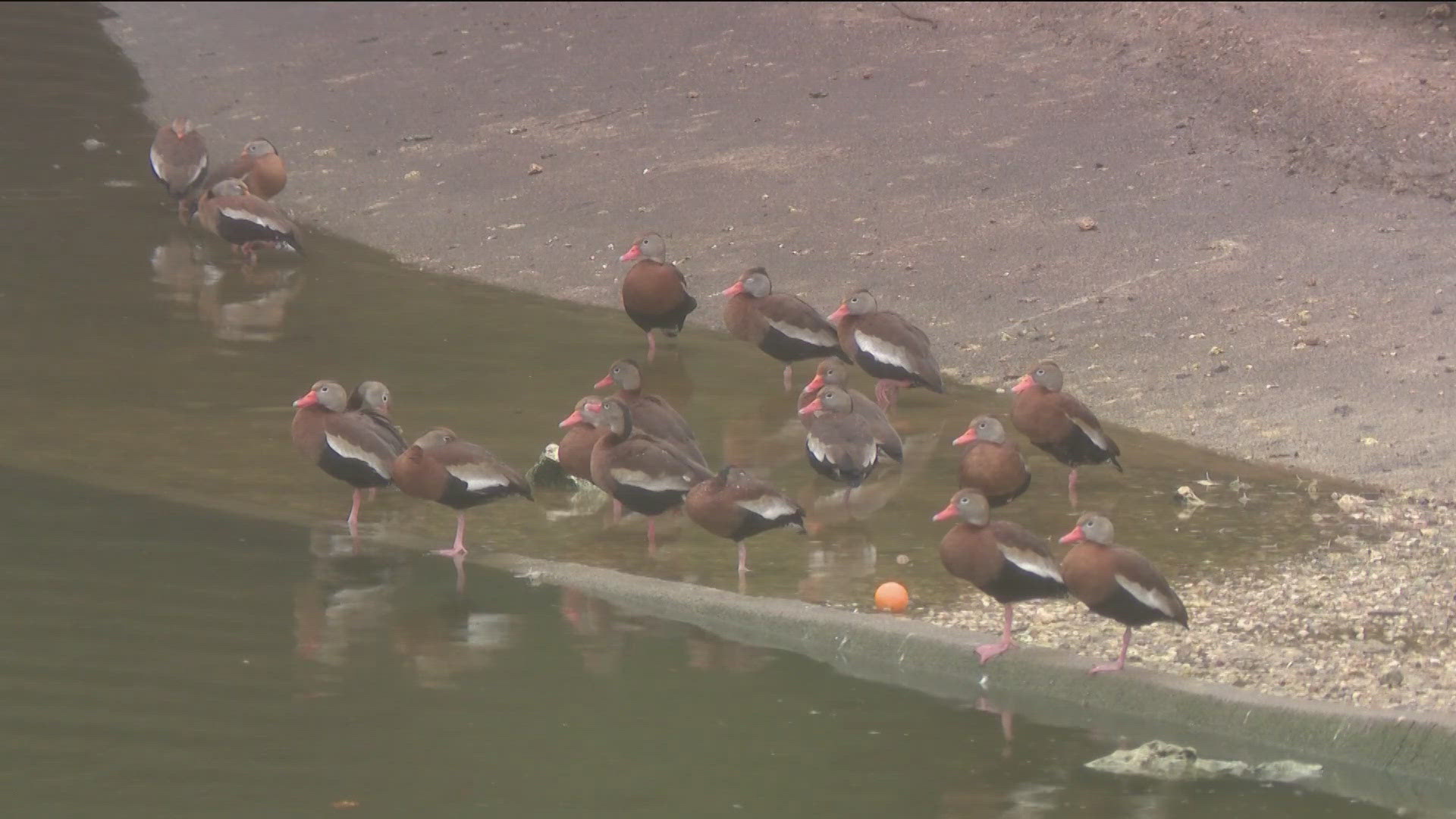 Ducks at the Arboretum in Austin dying from avian flu | khou.com