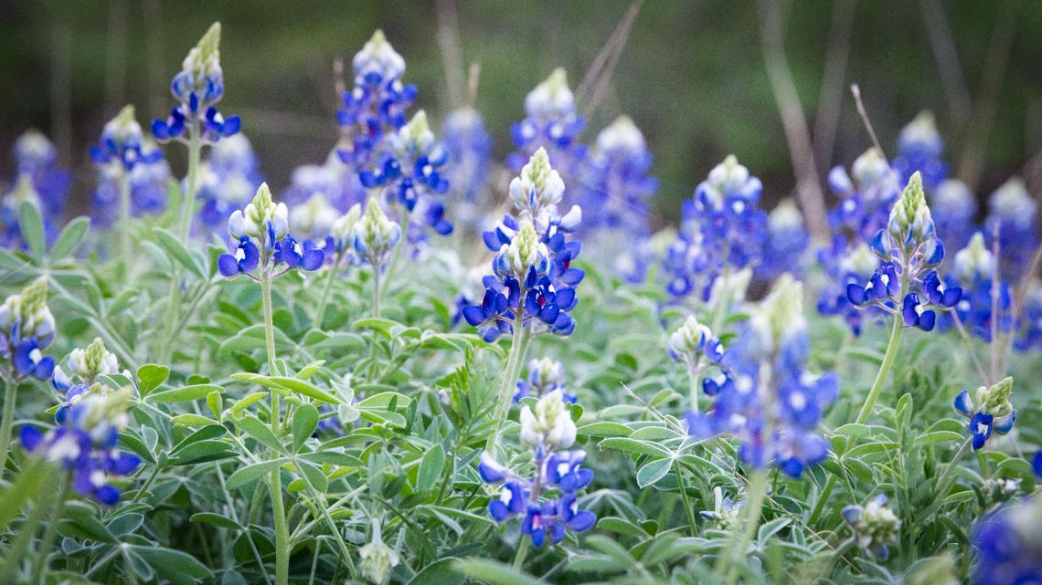 Find bluebonnets in Southeast Texas before bloom ends | khou.com