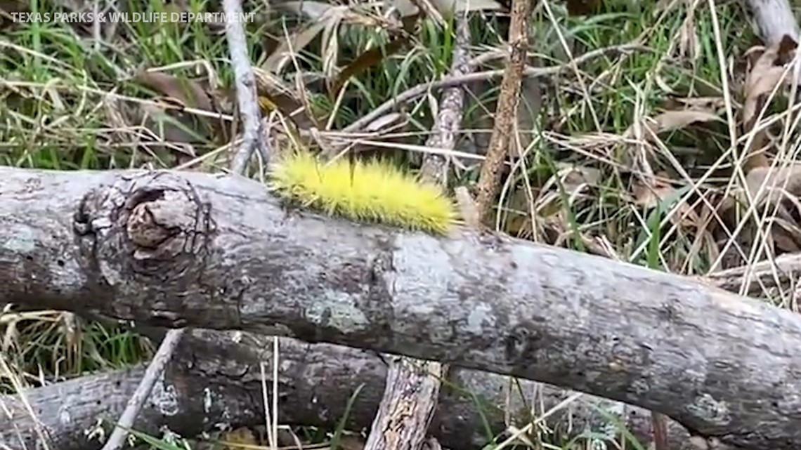 Poisonous American Dagger Moth Caterpillars spotted in Texas | khou.com