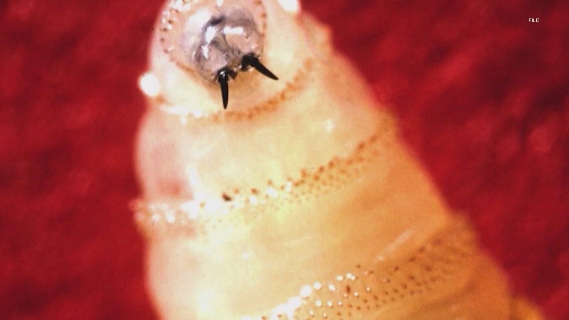 Texas disaster declaration over flesh-eating fly that the state is ...