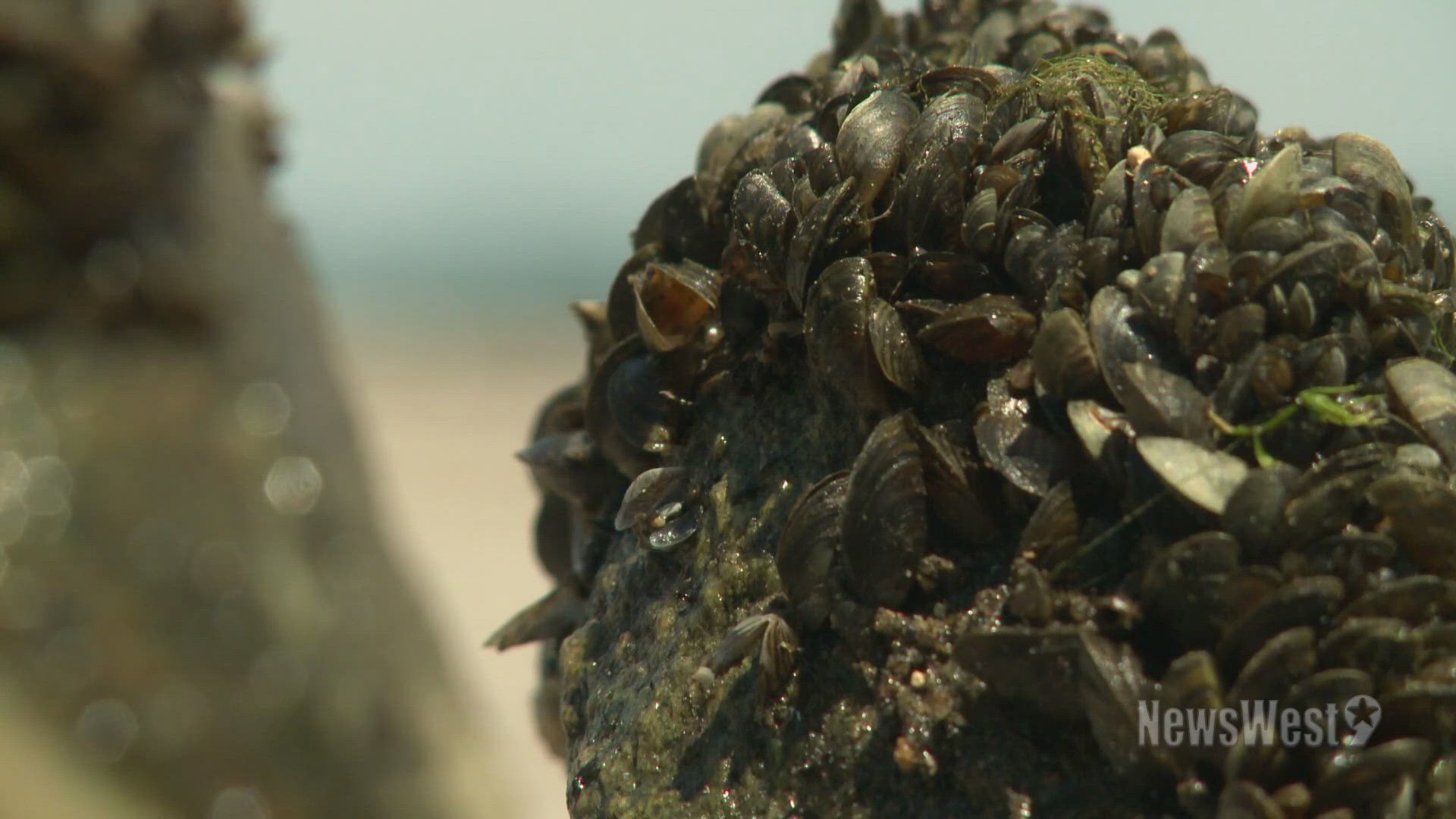 A tiny menace is spreading in Texas — And it’s causing major water ...