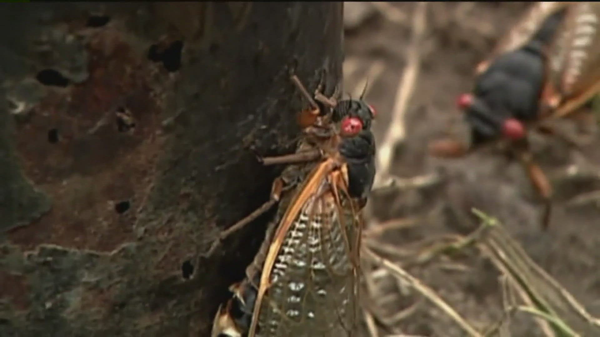 Missouri's 'zombie' cicada fungus turns the bugs hypersexual | khou.com