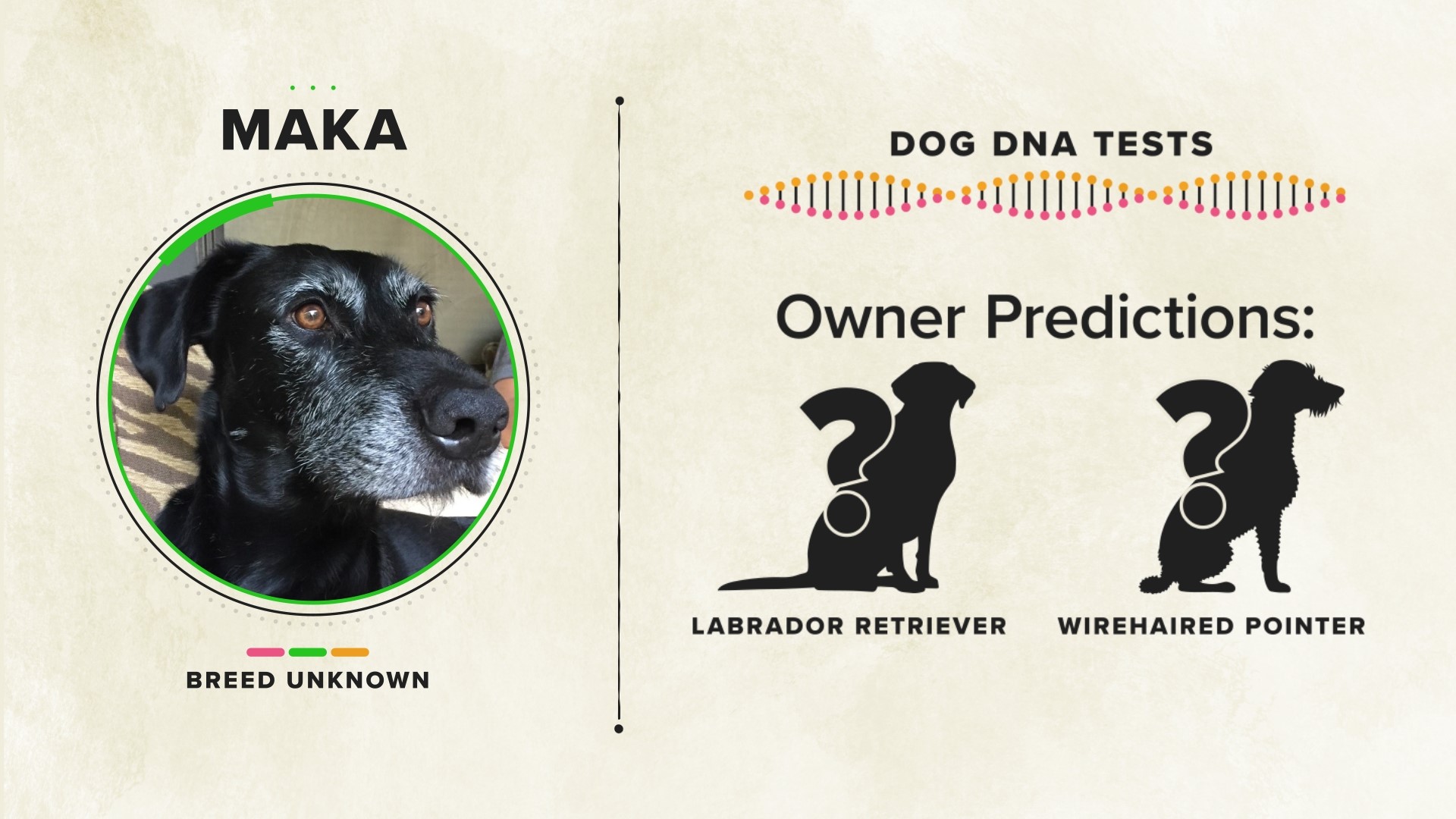 Are Dog DNA tests accurate? VERIFY looked into 3 companies | khou.com