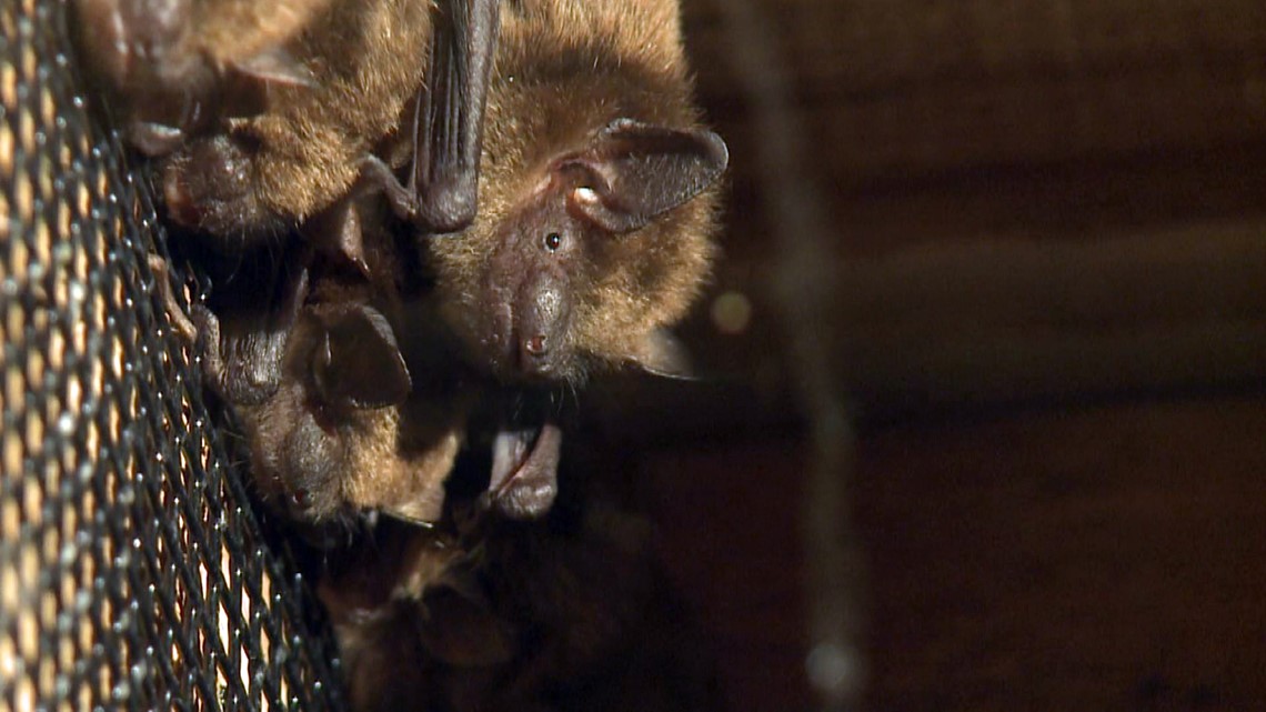 Tracking and saving white-nose sick bats in Smokies | khou.com