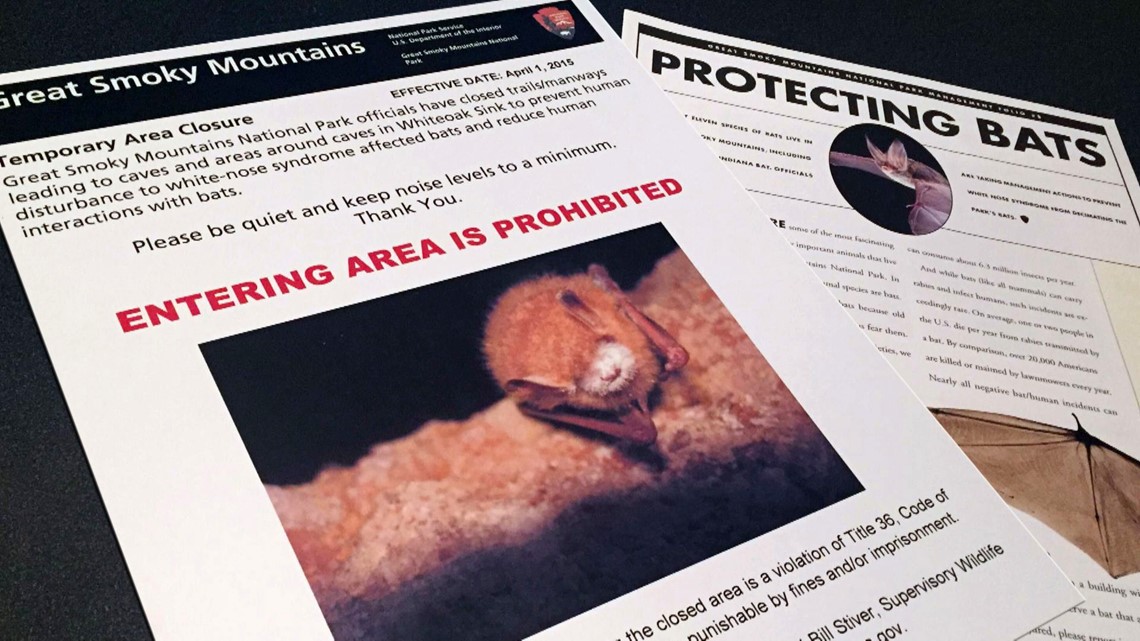 Tracking and saving white-nose sick bats in Smokies | khou.com