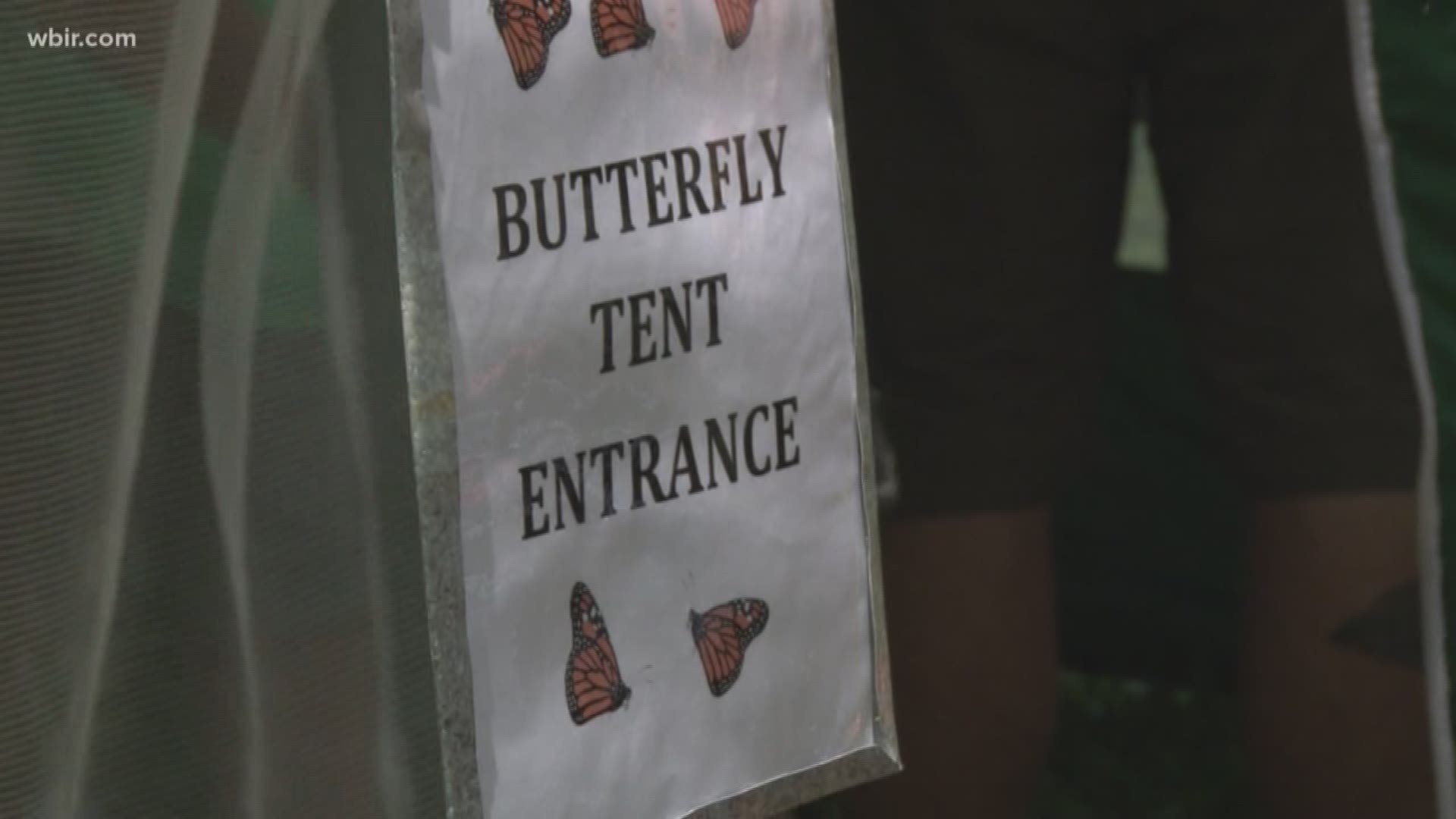 Butterflies take flight at UT Arboretum's Butterfly Festival | khou.com