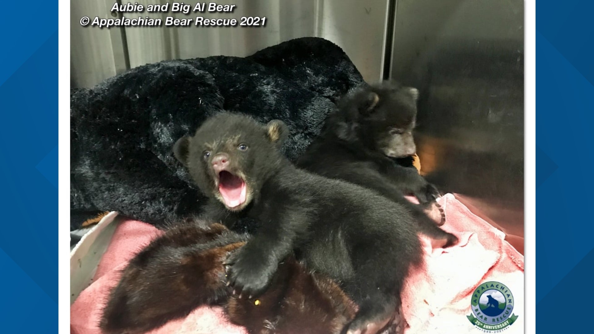 Abandoned bear cubs places with foster moms in the wild | khou.com