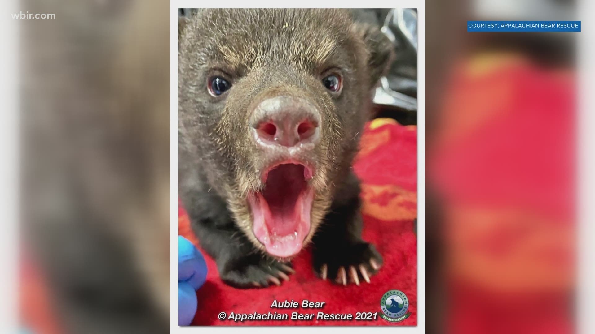 Abandoned bear cubs places with foster moms in the wild | khou.com