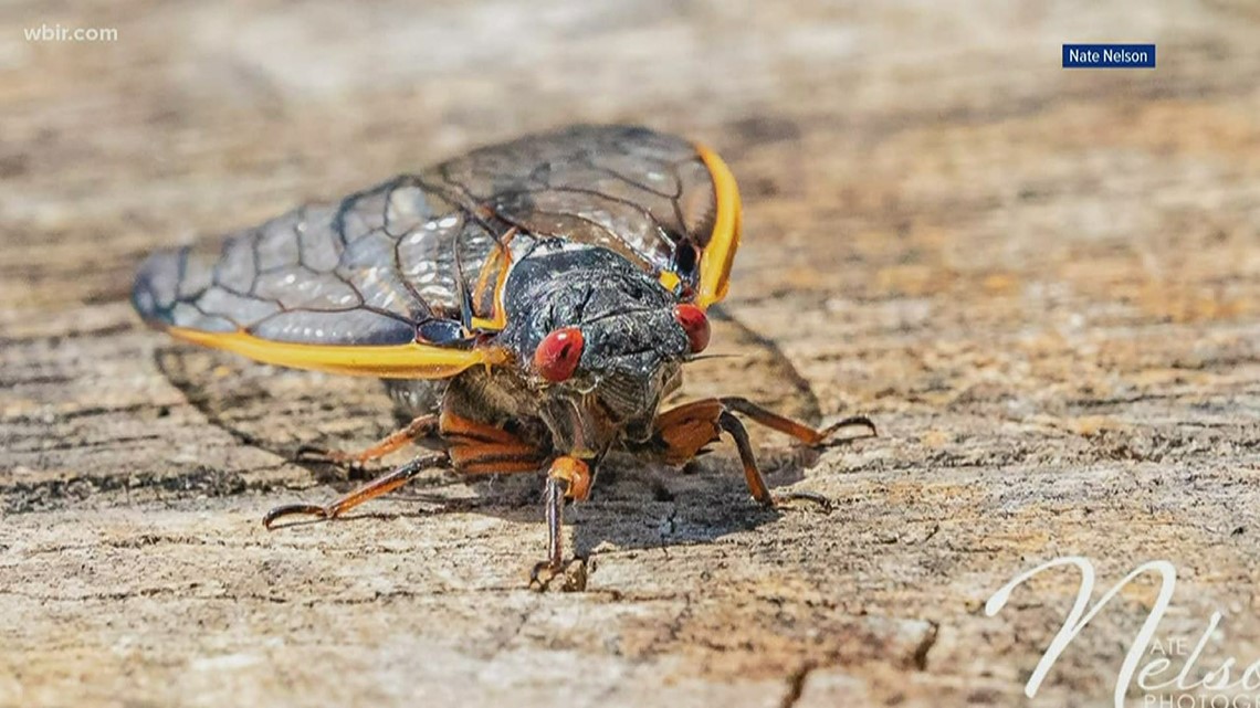When will cicadas come back? | khou.com