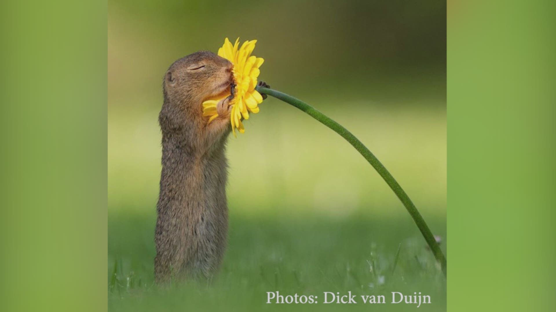 Photo of squirrel smelling a daisy will give you all the feels | khou.com