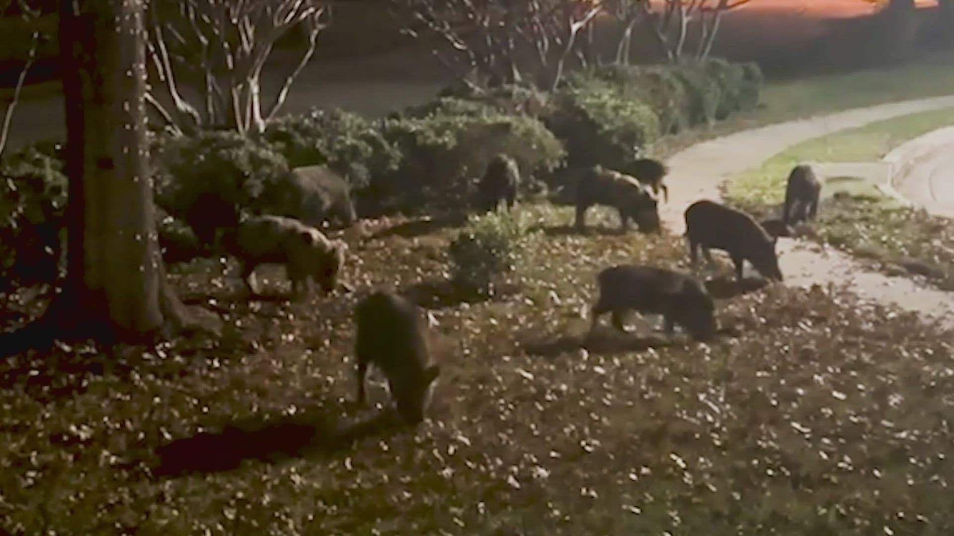 North Texas suburb taking steps to tackle feral hog menace | khou.com